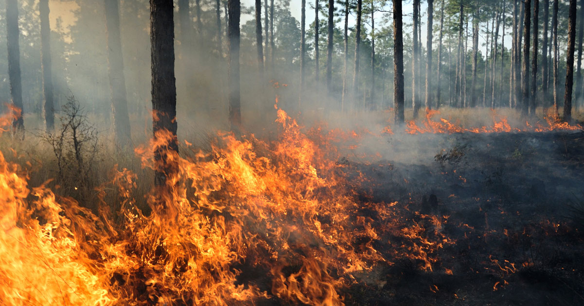 How Wildfires Affect Our Health | American Lung Association