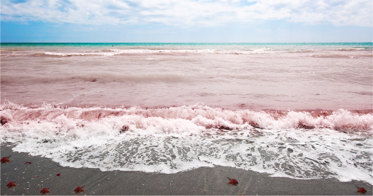 How to Keep Your Lungs Safe during Toxic 'Red Tide' Season | American ...