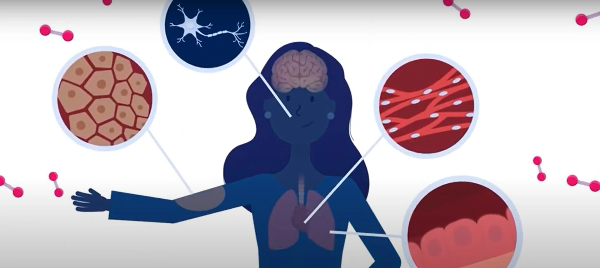 How Lungs Work | American Lung Association